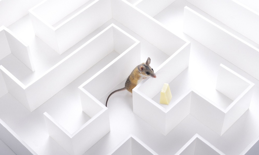 The 10 Smartest Animals | 6-12