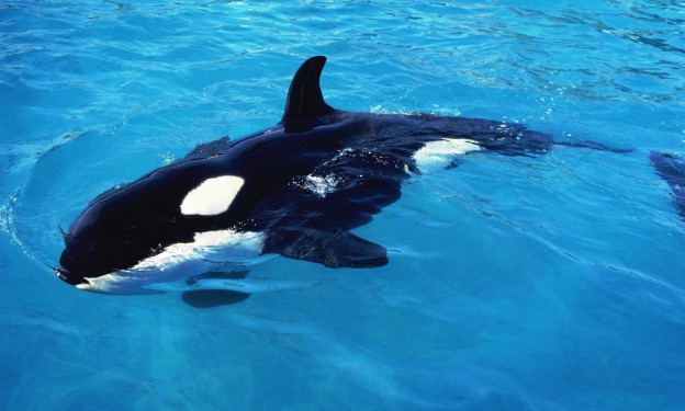 Orcas communicating | 6-12