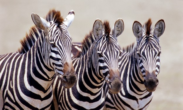 Why Do Zebras Have Stripes? To Create Optical Illusions | 6-12