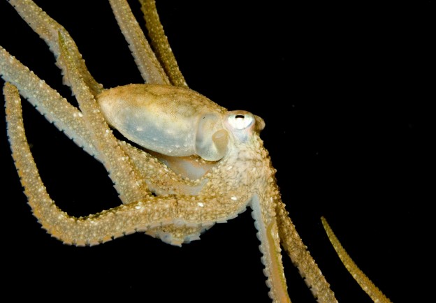 How Smart Is An Octopus? | 6-12