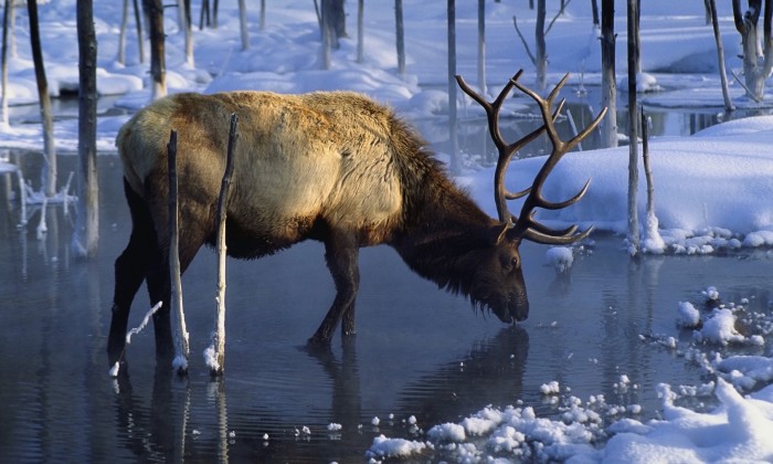 Wildlife thriving around Chernobyl nuclear plant despite radiation | 6-12