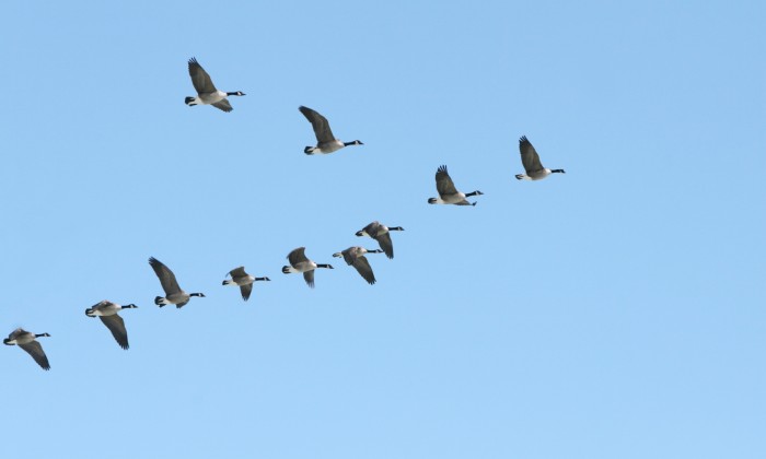 Animal Navigation | 6-12