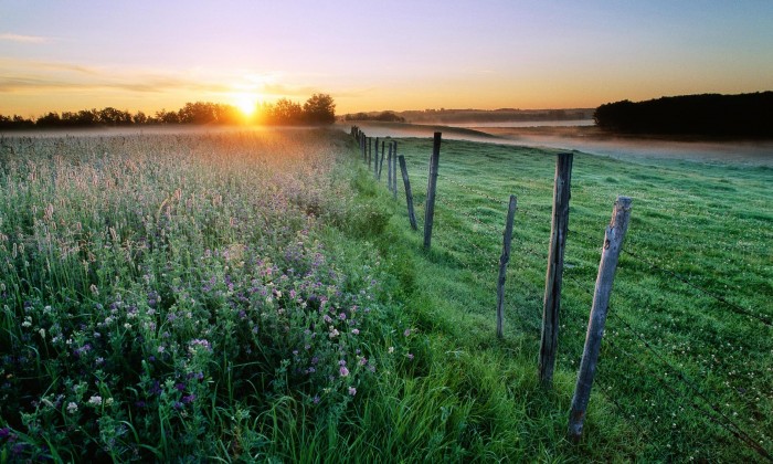 In Midwest, Bringing Back Native Prairies Yard by Yard | 6-12
