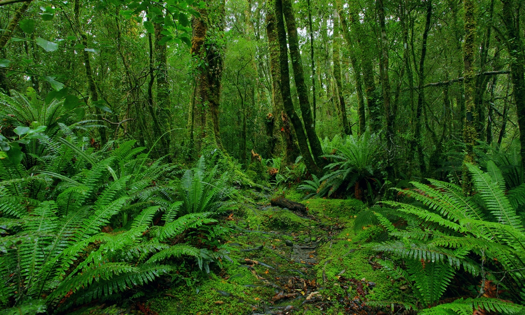 What’s it like to live without nature? | 6-12