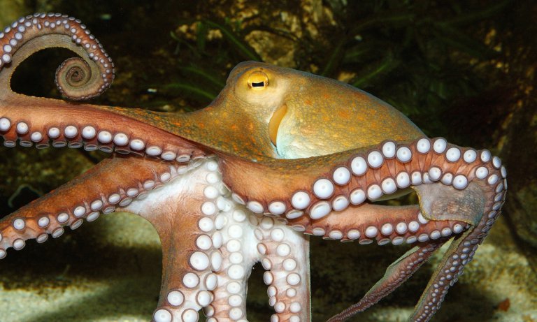 Tool Use Found in Octopuses | 6-12