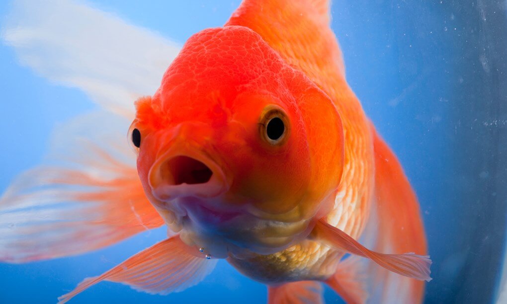 Why fish do not deserve their reputation for forgetfulness | 6-12