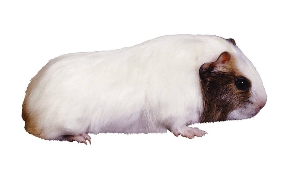 Revista Somos: El cuy se renueva | FYI Spanish